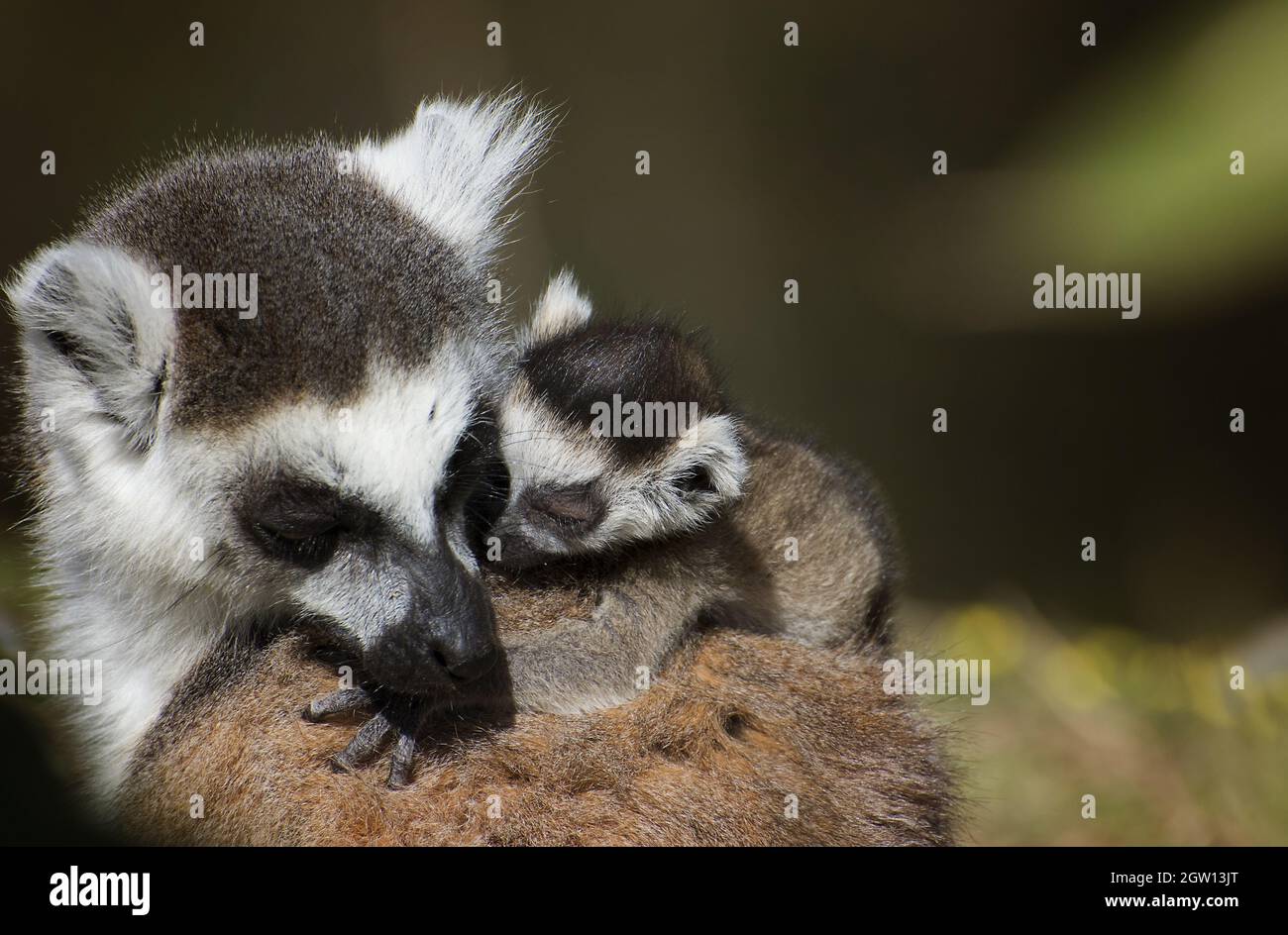 Cute lemure hi-res stock photography and images - Alamy