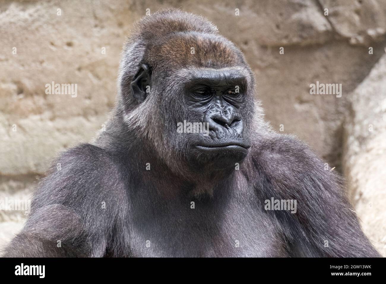Gorilla teeth profile hi-res stock photography and images - Alamy