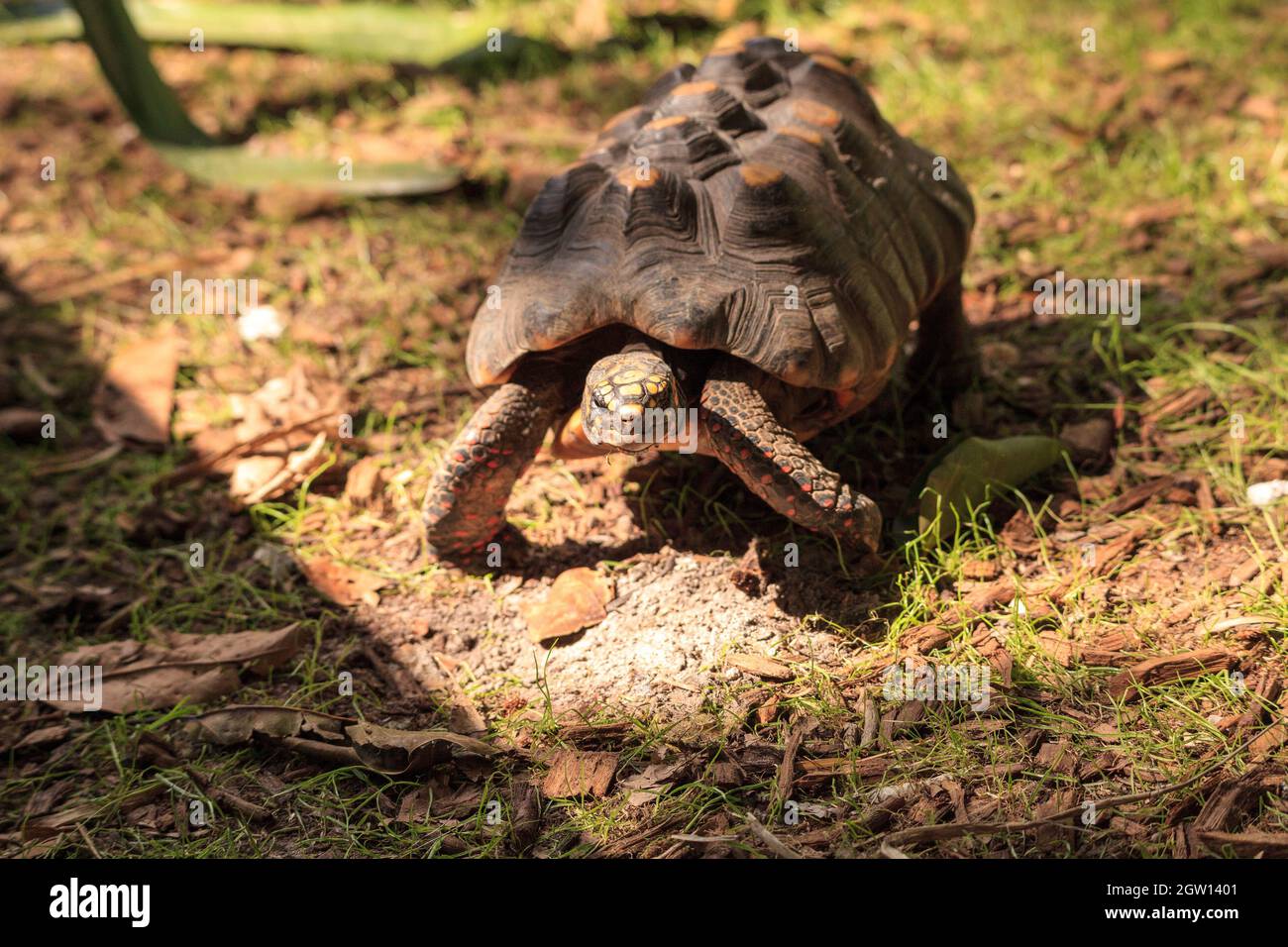 Turtle parts hi-res stock photography and images - Alamy