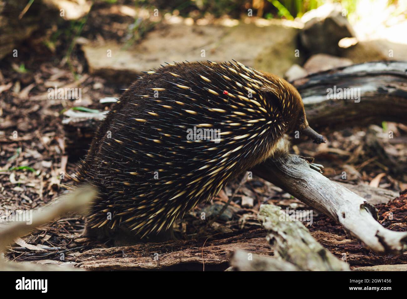 Aimal hi-res stock photography and images - Alamy