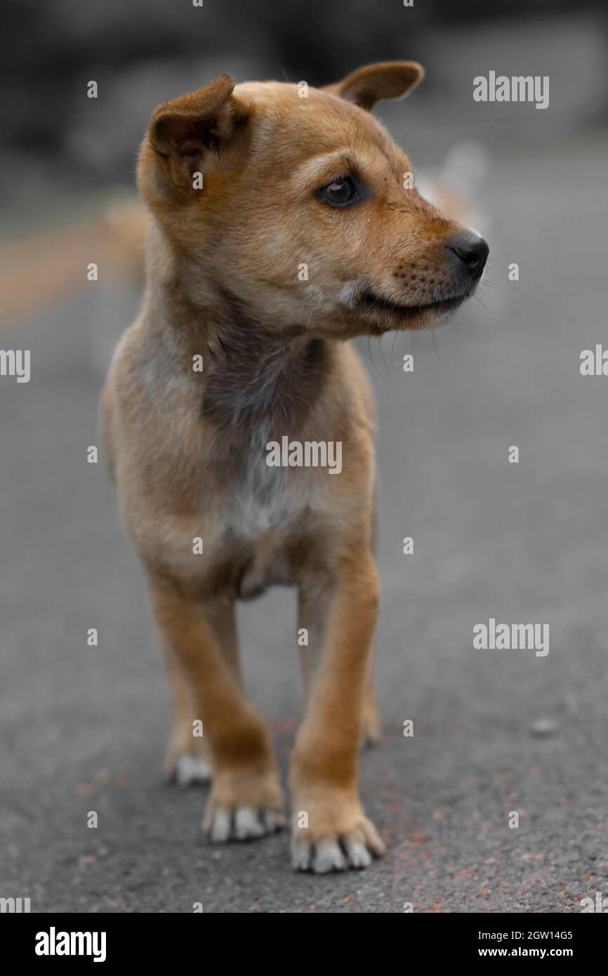 Indian steet hi-res stock photography and images - Alamy