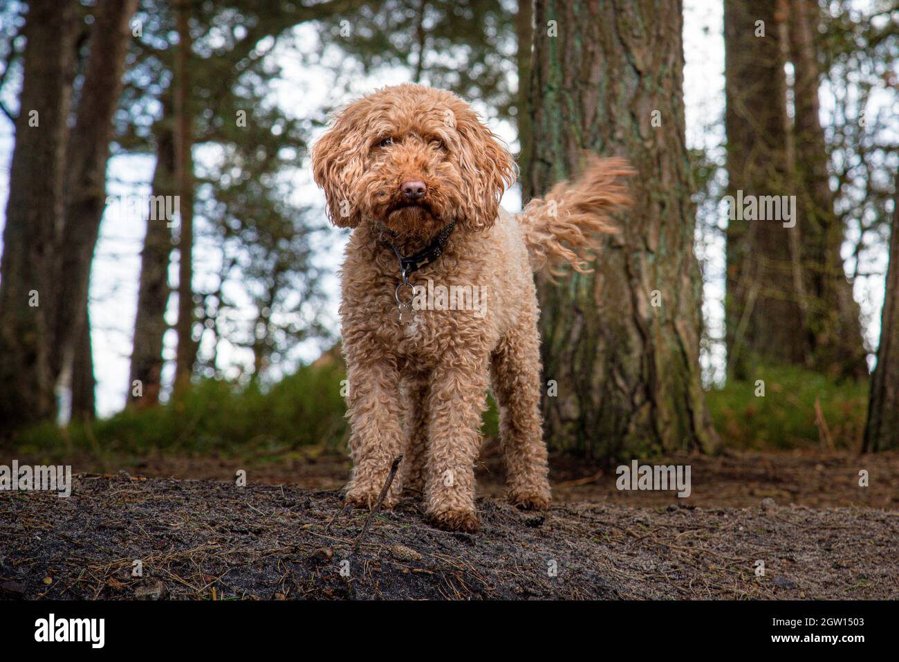 Jasper the dog hi-res stock photography and images - Alamy