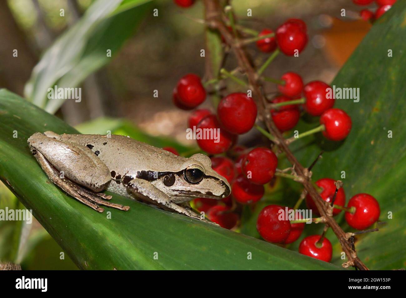 Frog australia queensland animals hi-res stock photography and images ...