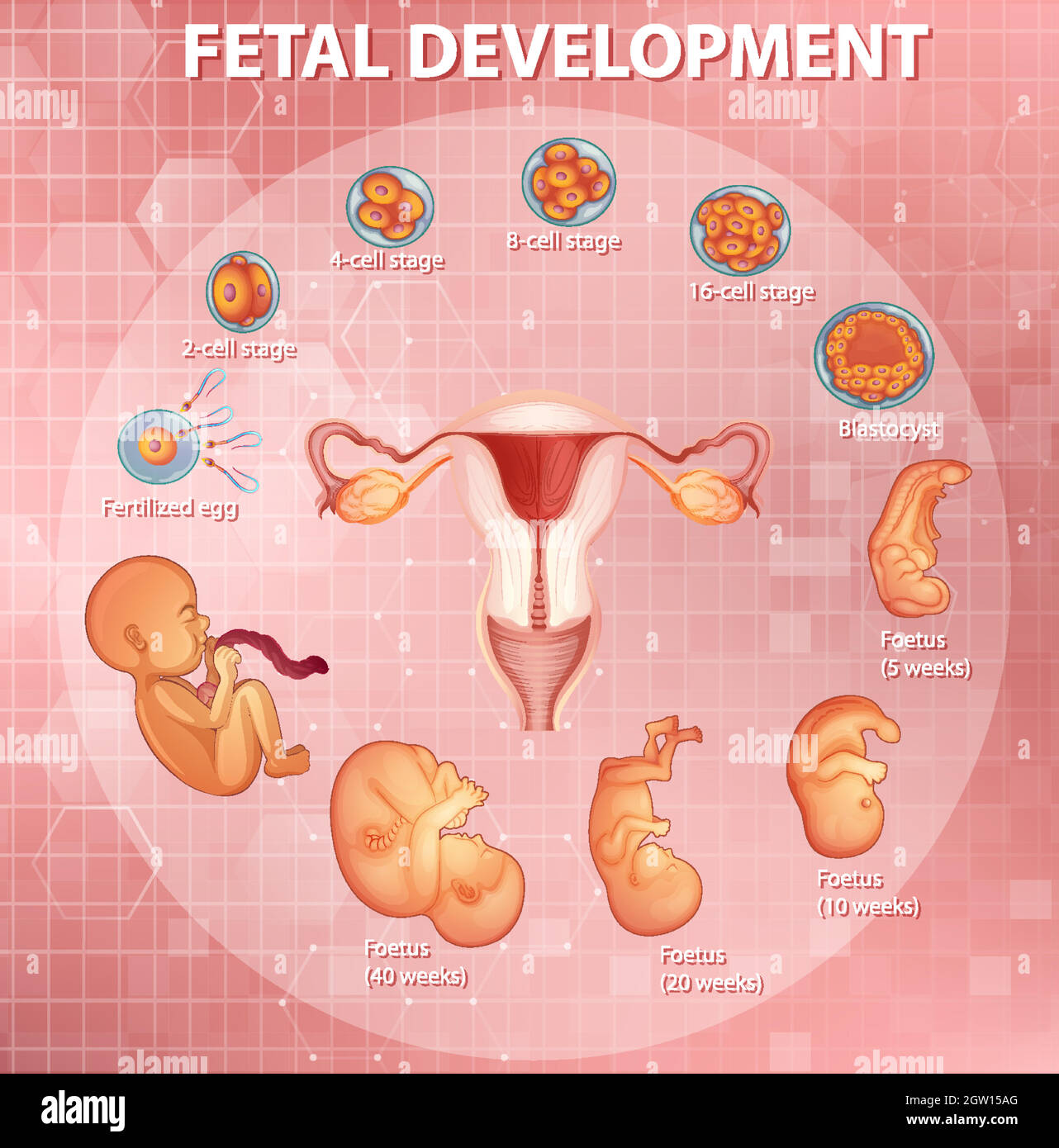 Stages human embryonic development Stock Vector Image & Art - Alamy