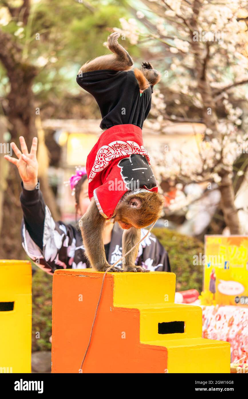 Japan temple shinto monkey hi-res stock photography and images - Alamy