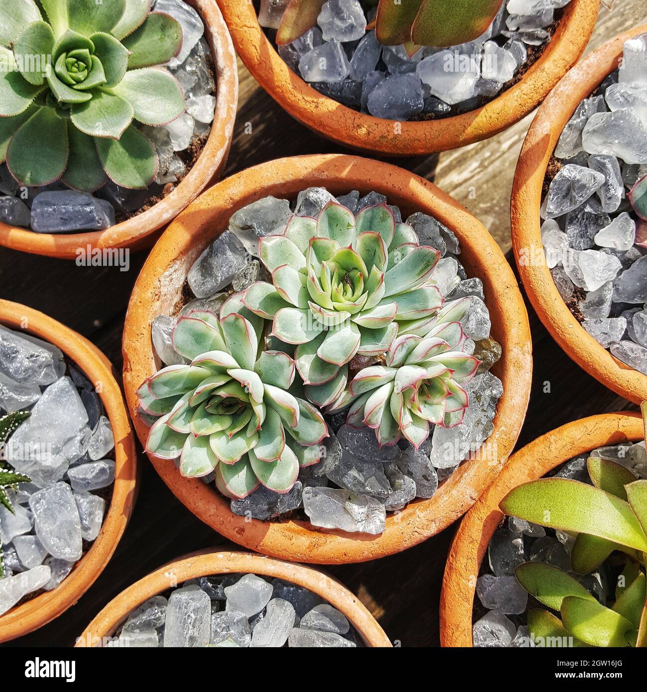 Succulents in terracotta pots hi-res stock photography and images - Alamy