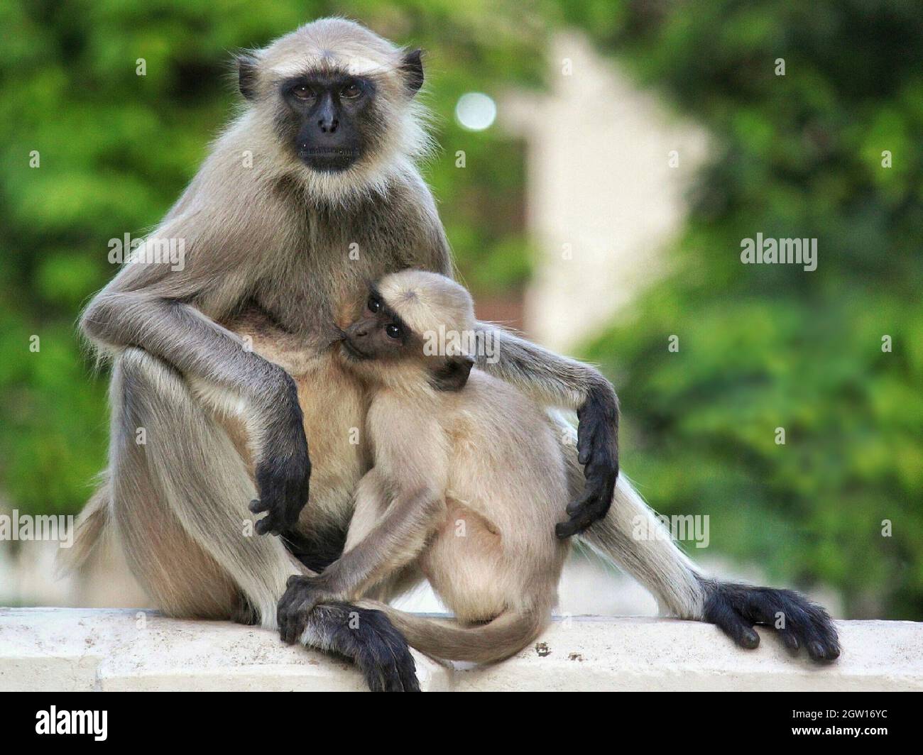 Human animal affection hi-res stock photography and images - Alamy