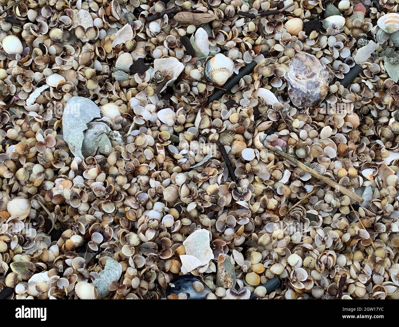 Sea shells on ground hi-res stock photography and images - Alamy