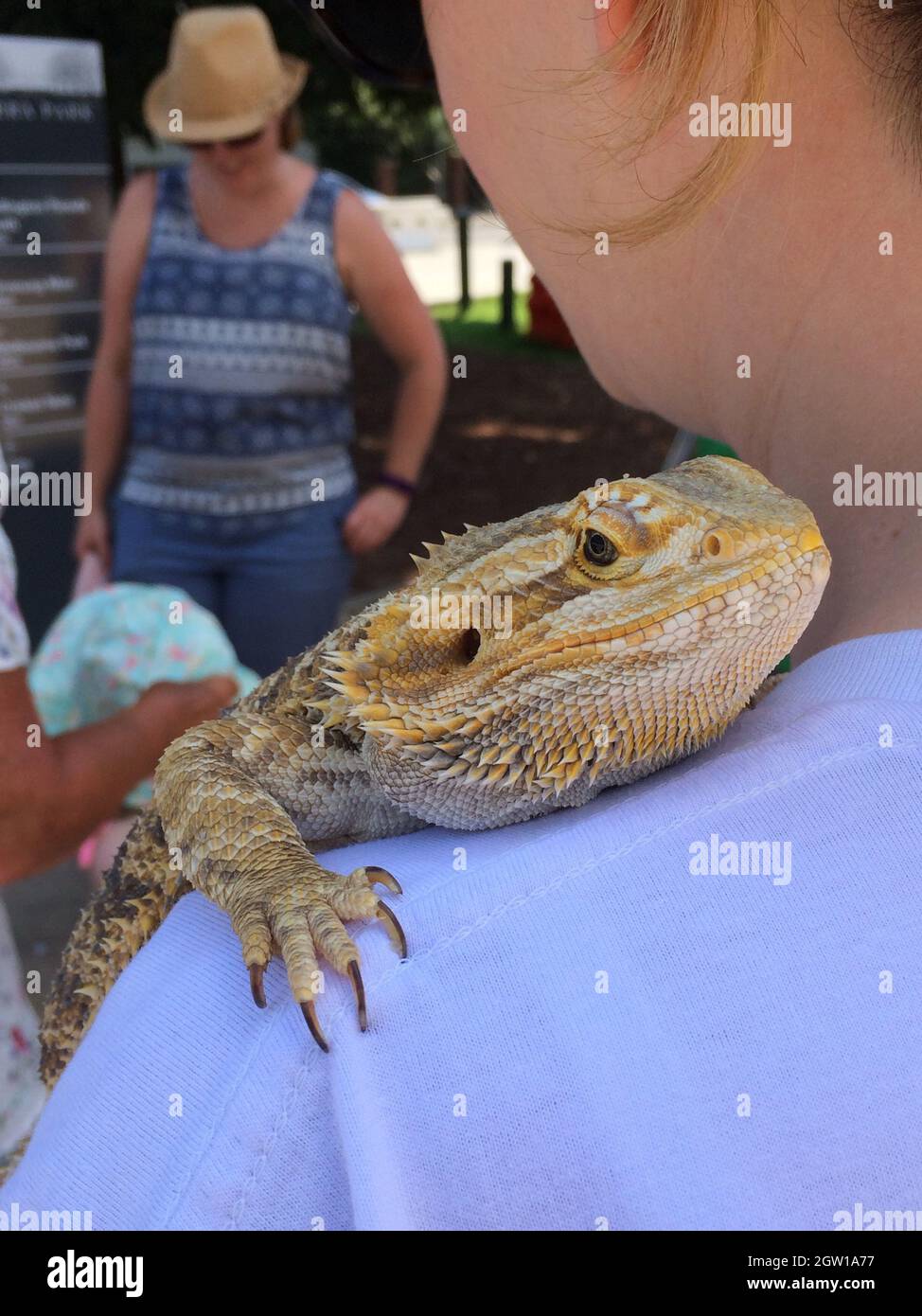 Australian bearded dragon hi-res stock photography and images - Alamy