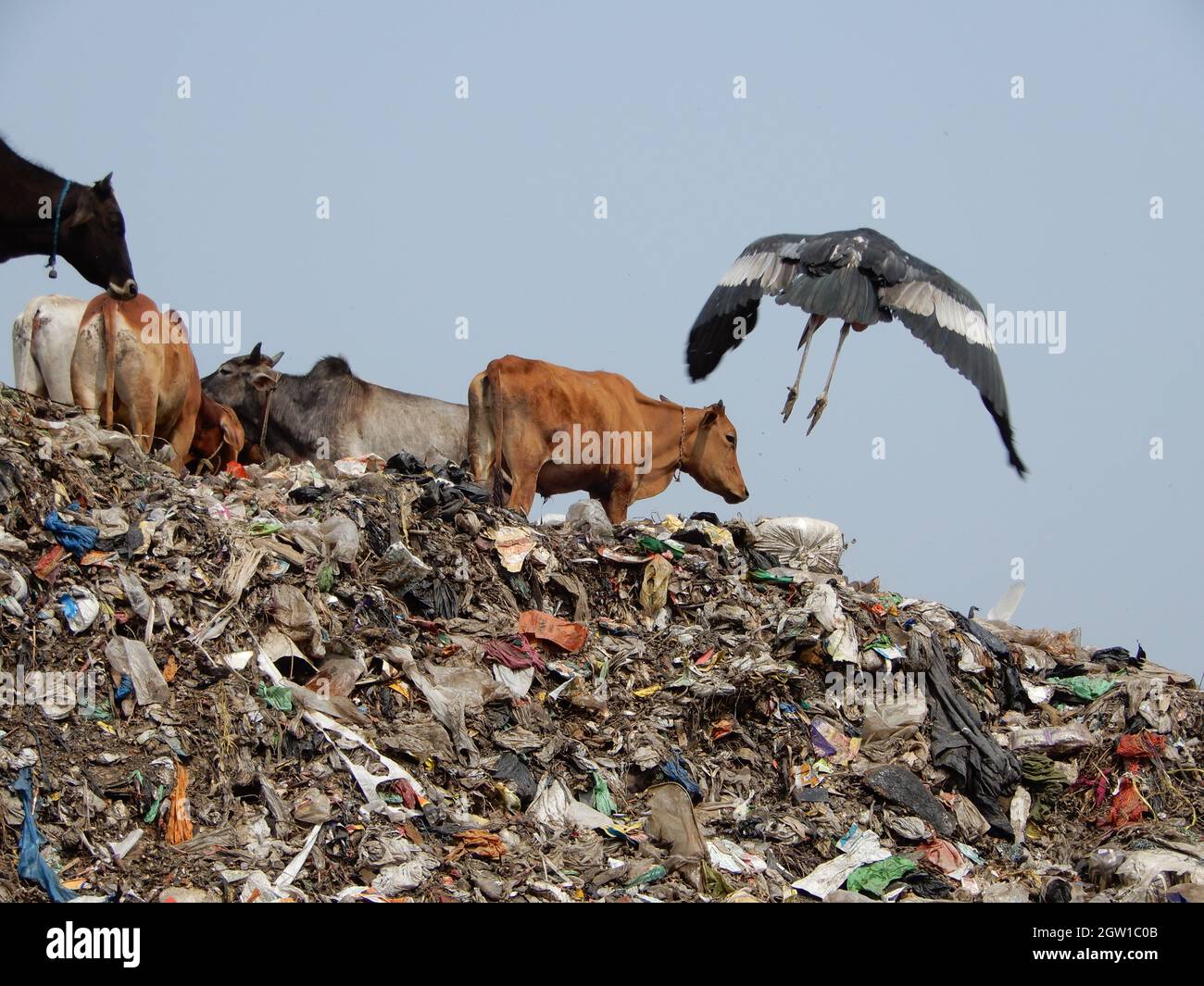 Cattle garbage hi-res stock photography and images - Alamy