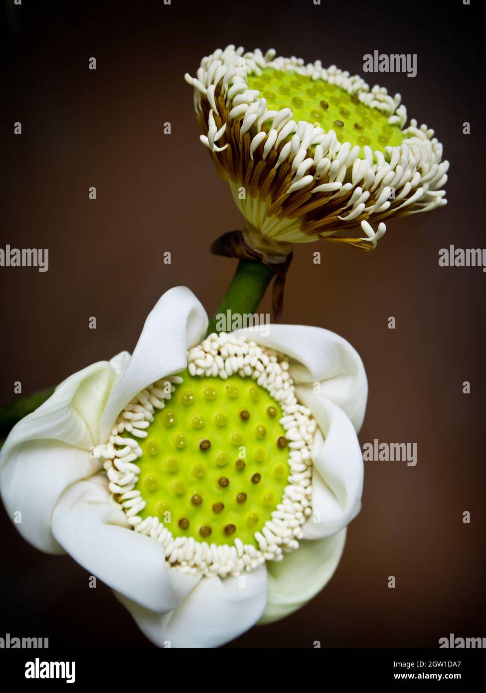 Pollen pods hi-res stock photography and images - Alamy
