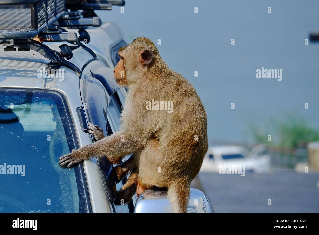Monkeys car hi-res stock photography and images - Alamy