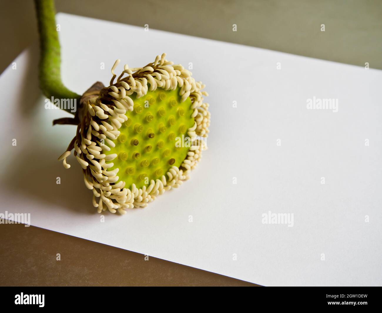 Pollen pods hi-res stock photography and images - Alamy