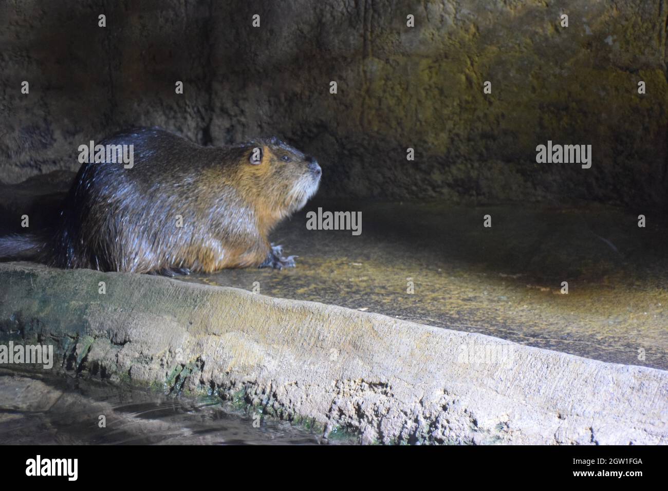 Side view beaver head up hi-res stock photography and images - Alamy