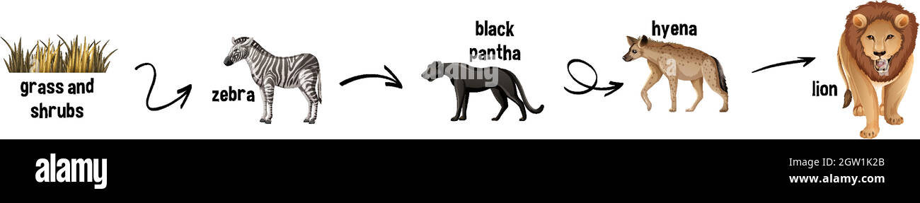 Animal food chain illustration hi-res stock photography and images - Alamy