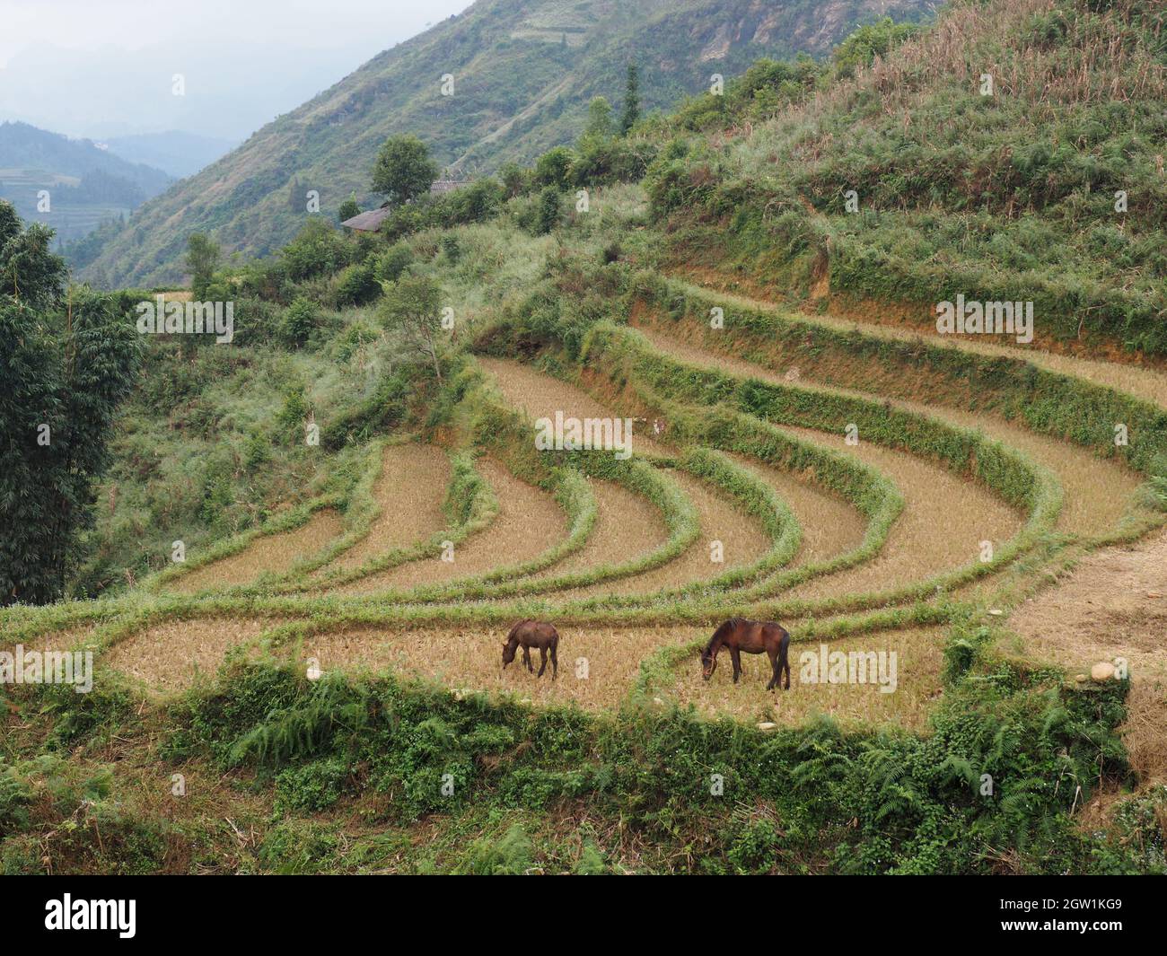Horse rice paddy hi-res stock photography and images - Alamy