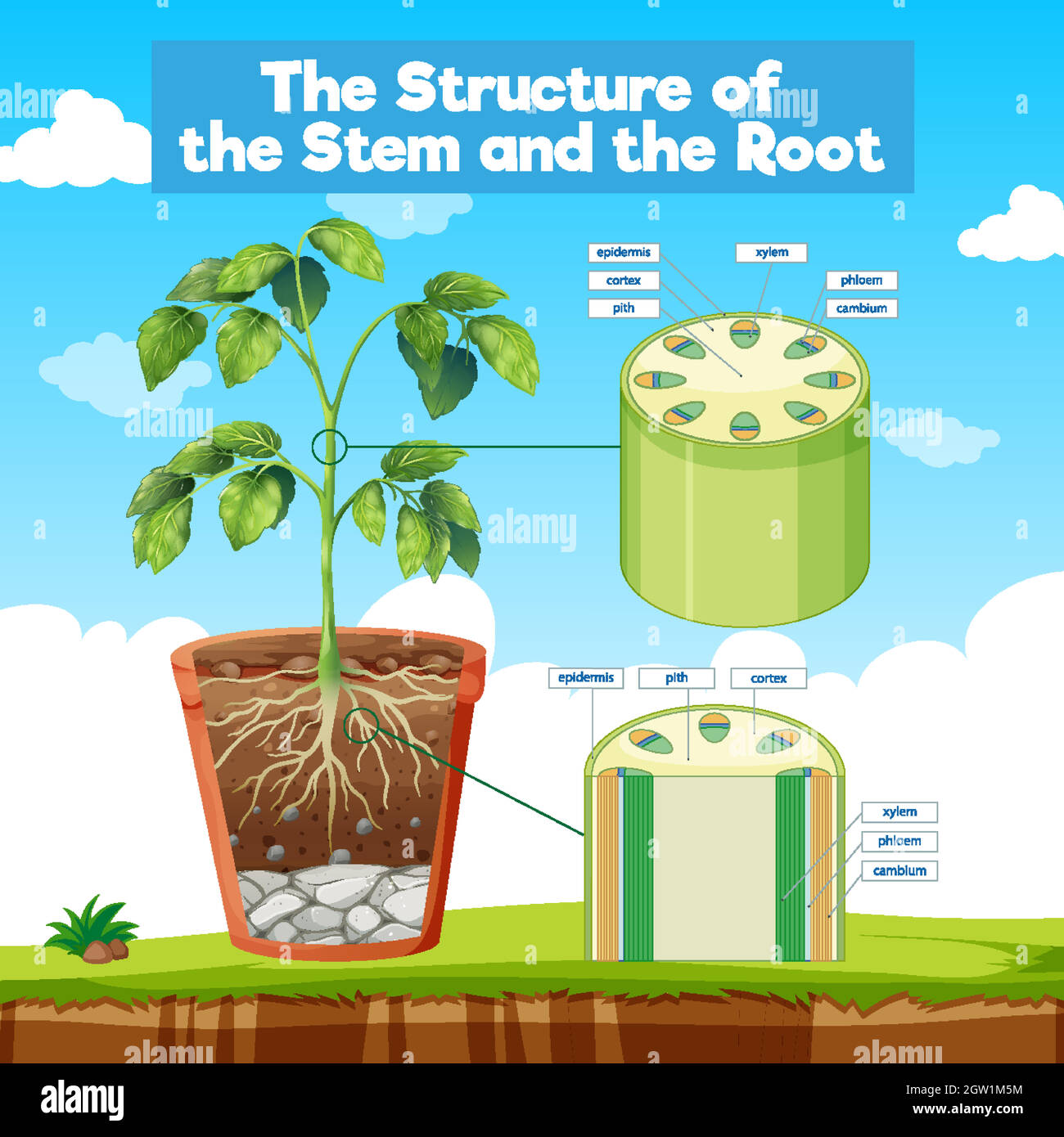 The Structure of the Stem and the Root Stock Vector Image & Art - Alamy