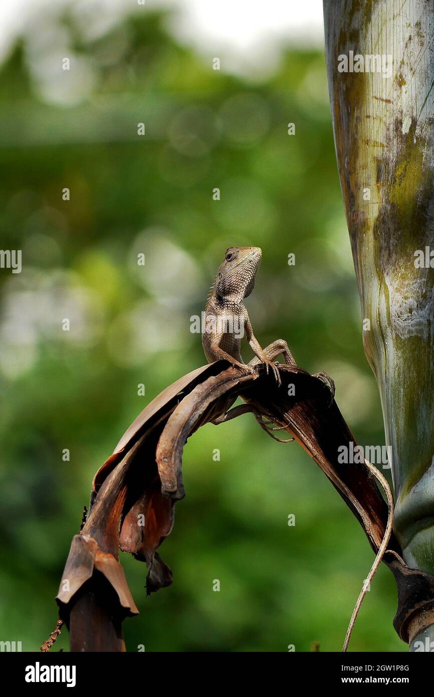 People with animal limbs hi-res stock photography and images - Alamy