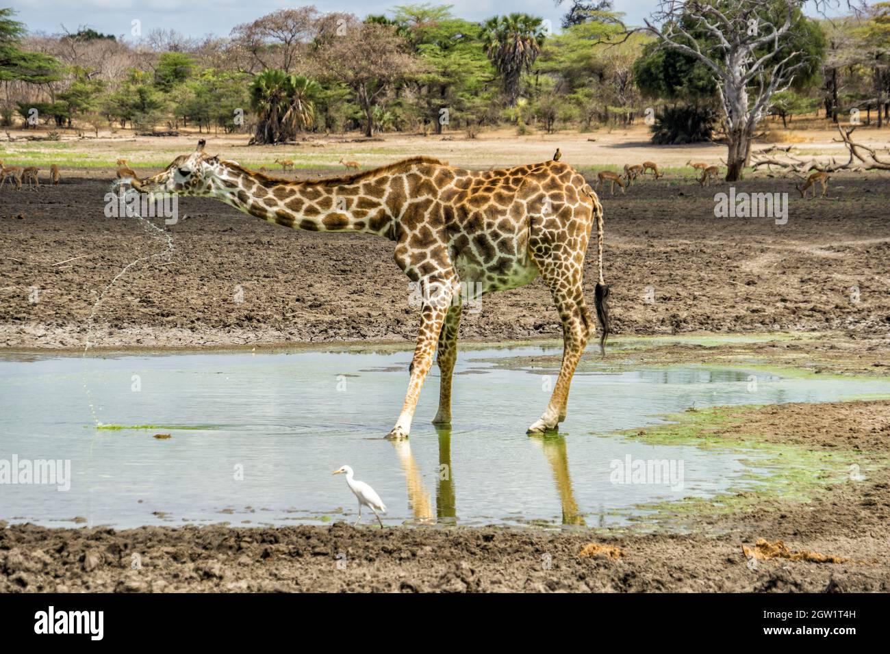 Giraffe in mud hi-res stock photography and images - Alamy