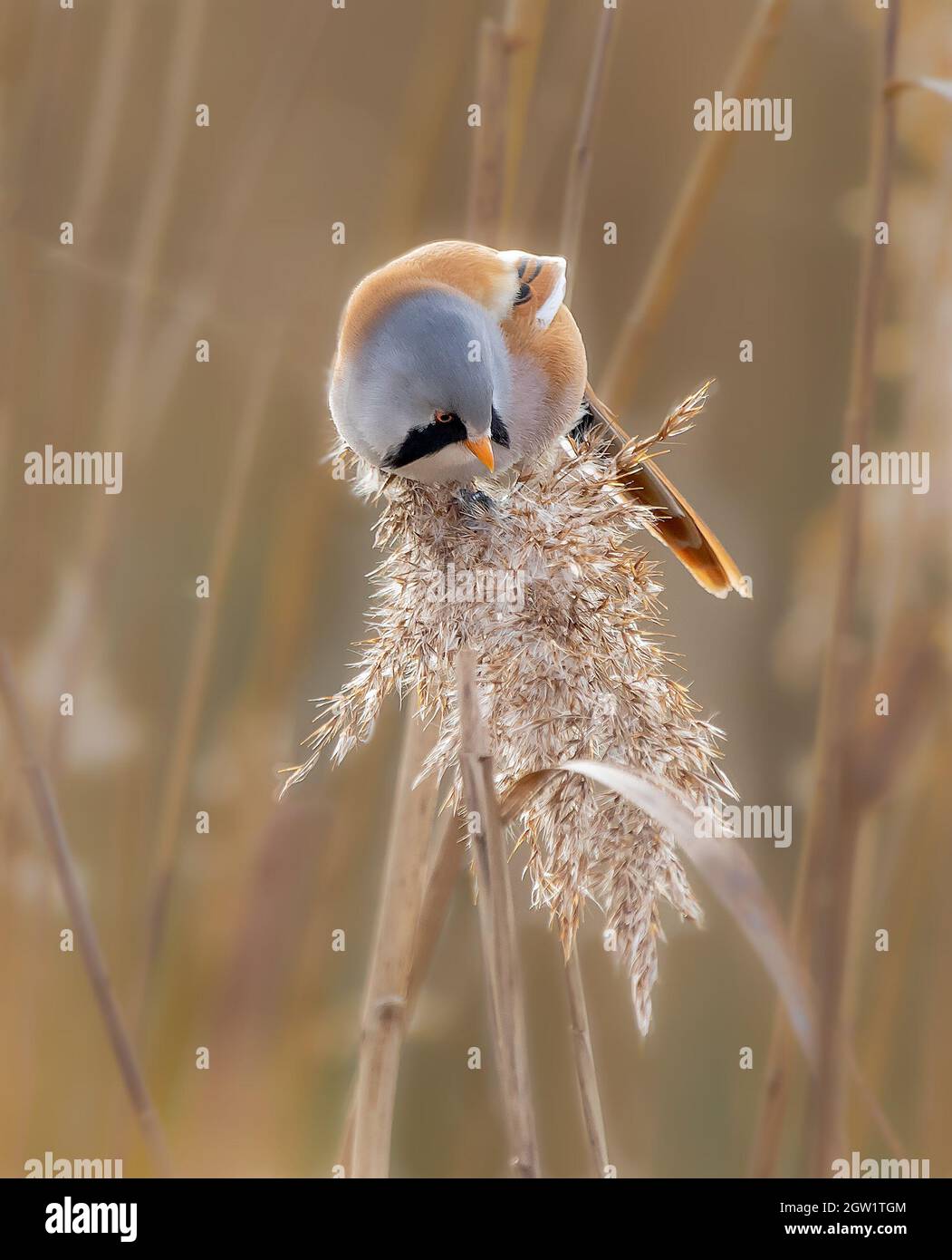Bearded reed hi-res stock photography and images - Alamy