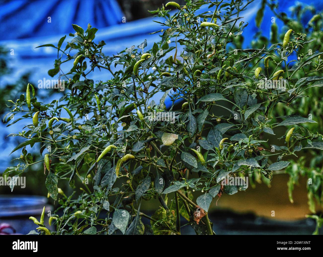Chilli branch hi-res stock photography and images - Alamy