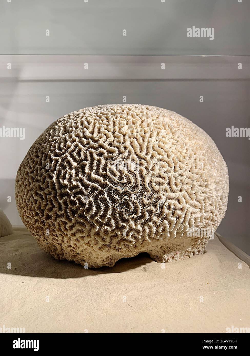 Brain Museum High Resolution Stock Photography and Images - Alamy
