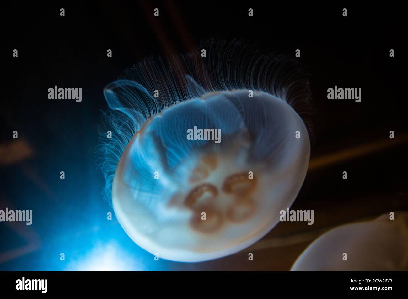 School of rockfish hi-res stock photography and images - Alamy