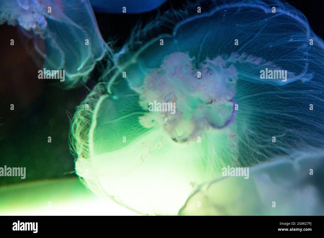 School of rockfish hi-res stock photography and images - Alamy