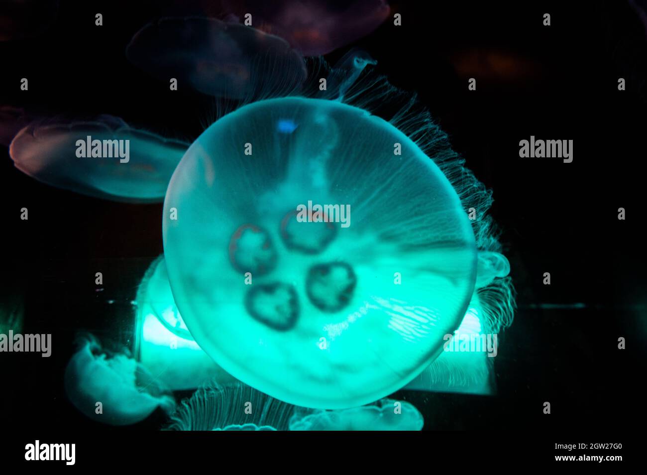 School of rockfish hi-res stock photography and images - Alamy