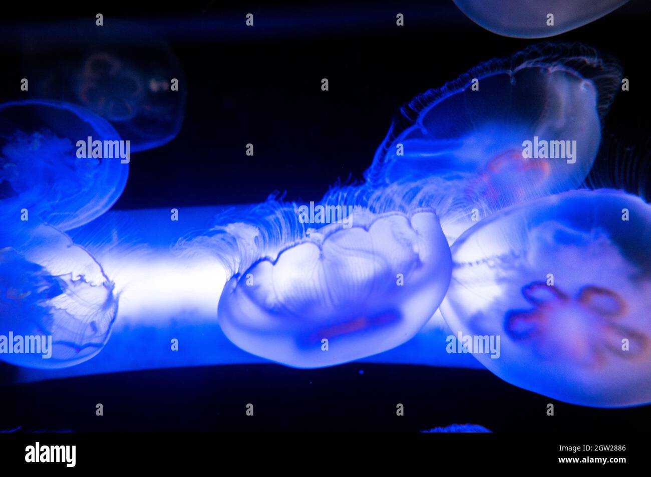 School of rockfish hi-res stock photography and images - Alamy