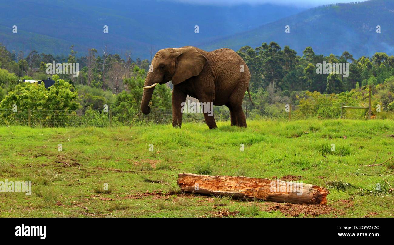Elephant In A Field Stock Photo - Alamy