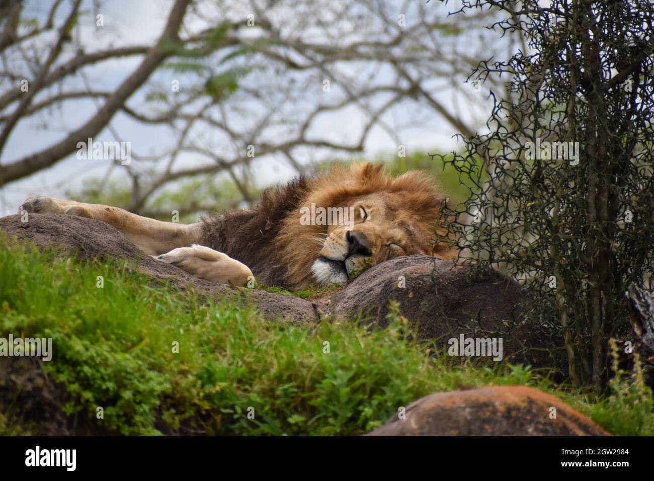 Lion sleeping on hill hi-res stock photography and images - Alamy