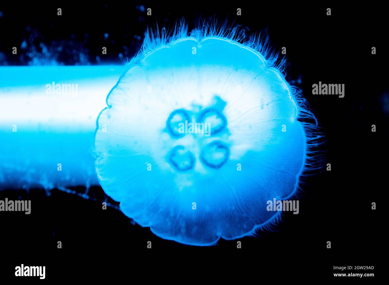 School of rockfish hi-res stock photography and images - Alamy