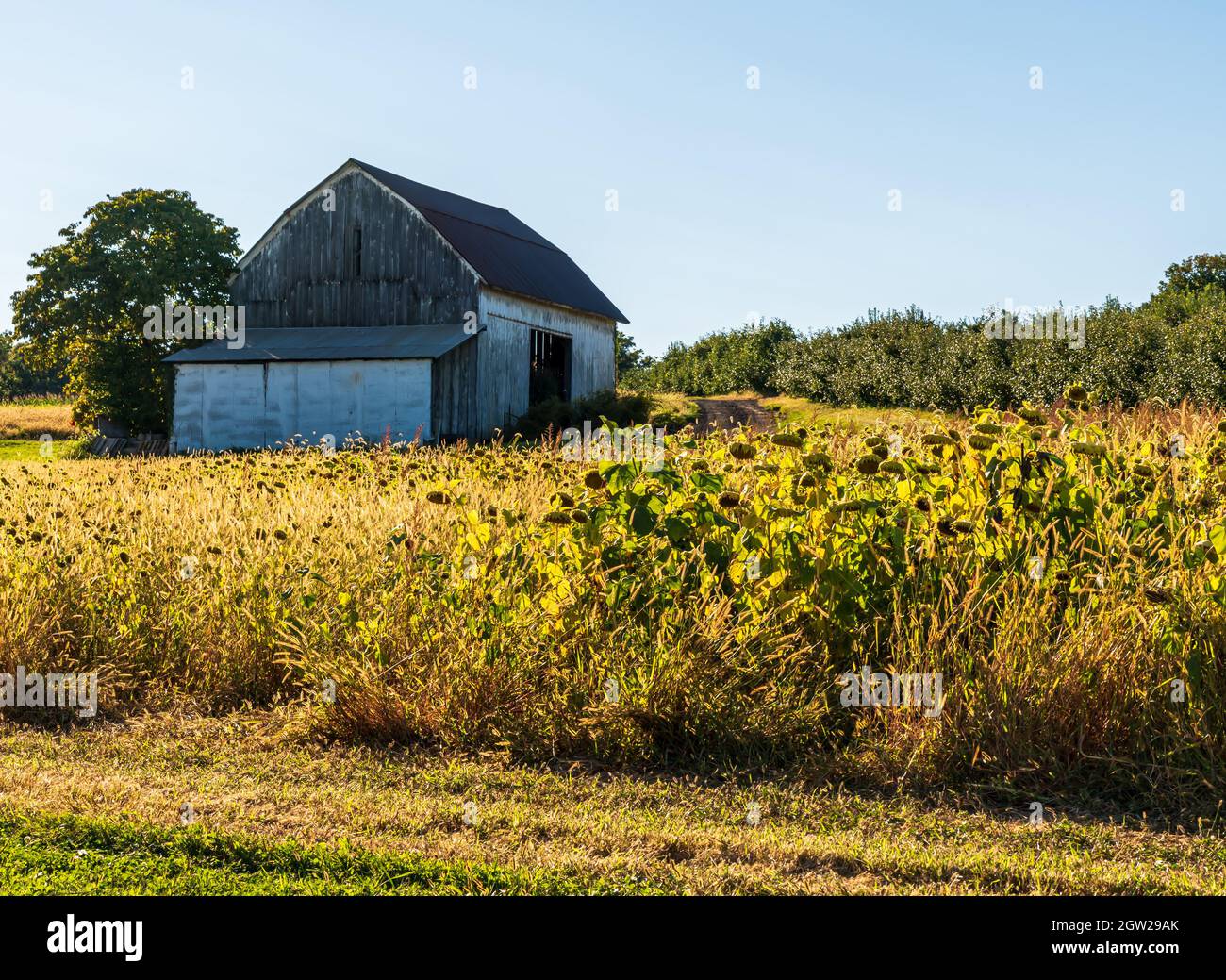 Barn and sunflowers hi-res stock photography and images - Alamy