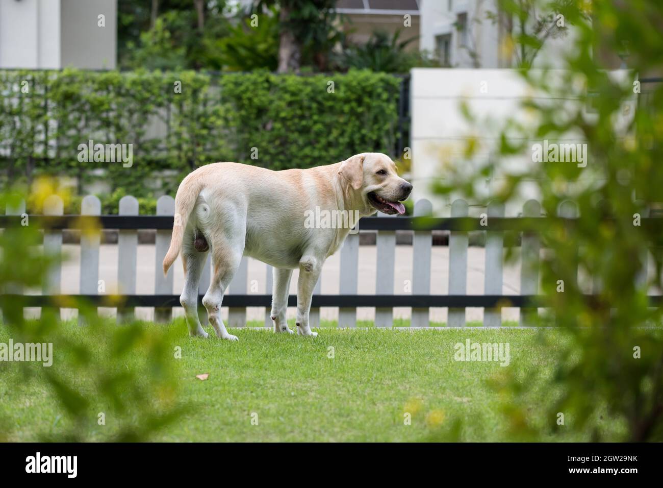 Labrador retriever smiling puppy garden hi-res stock photography and ...