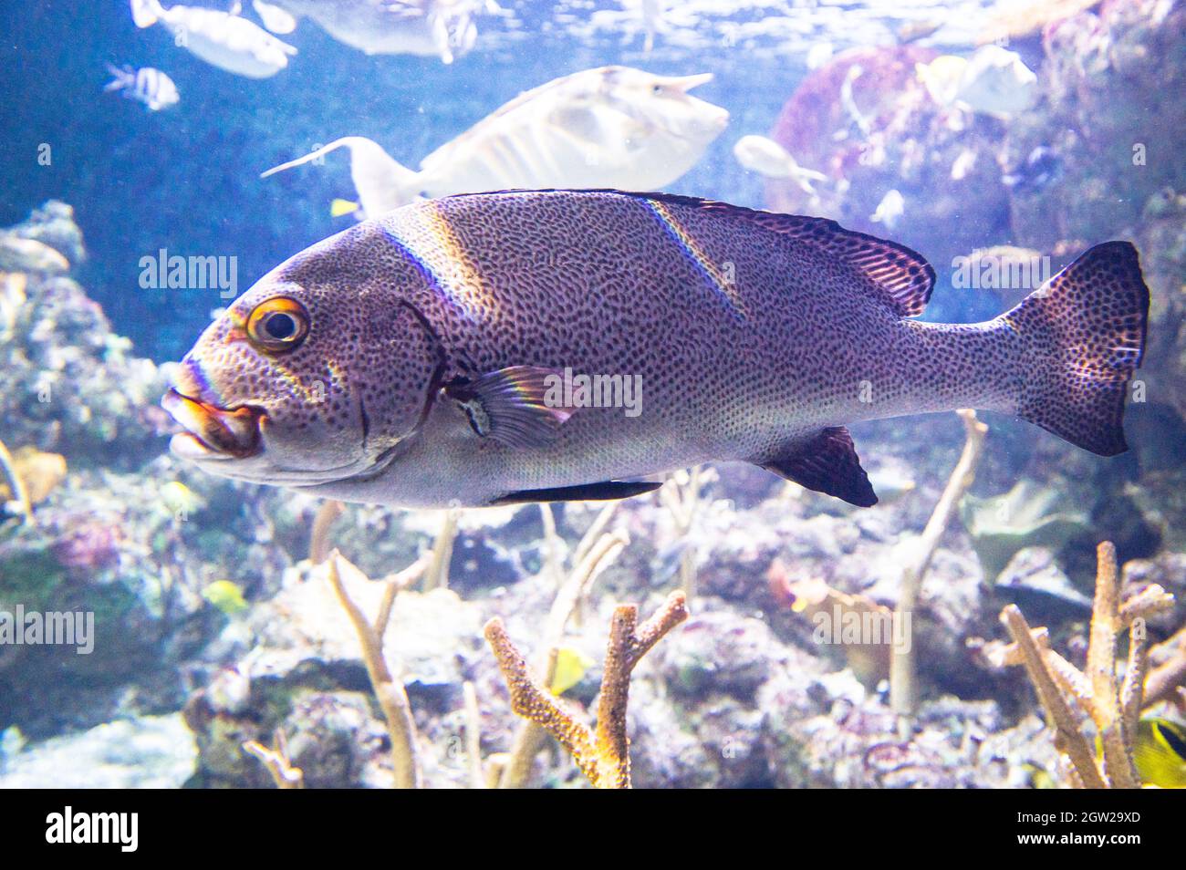School of rockfish hi-res stock photography and images - Alamy