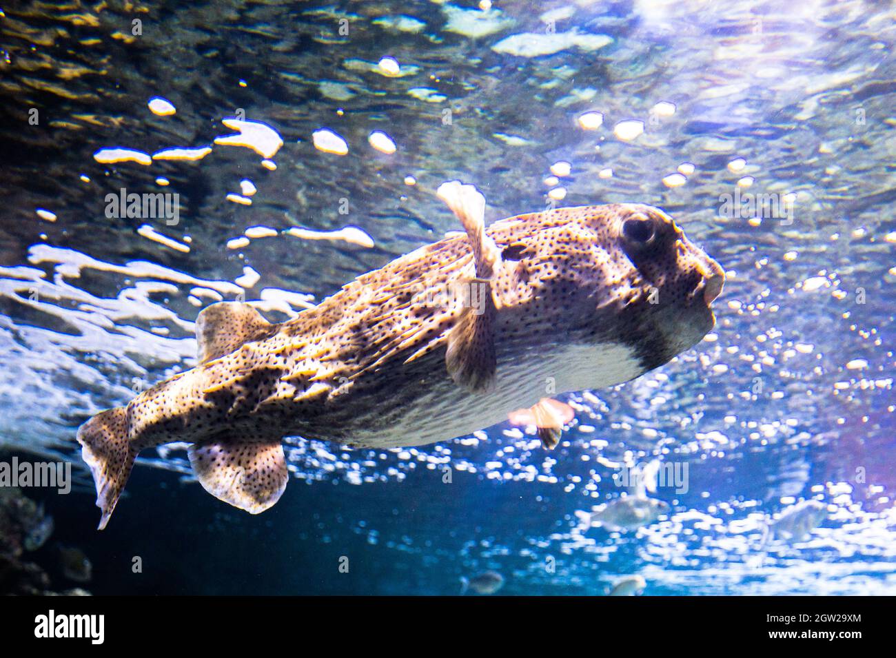 School of rockfish hi-res stock photography and images - Alamy