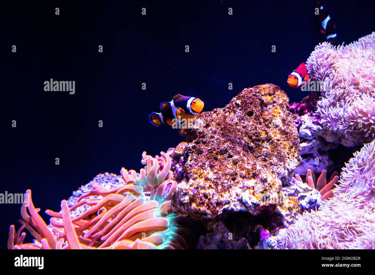 School of rockfish hi-res stock photography and images - Alamy
