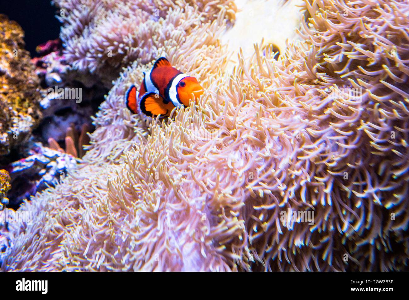 School of rockfish hi-res stock photography and images - Alamy