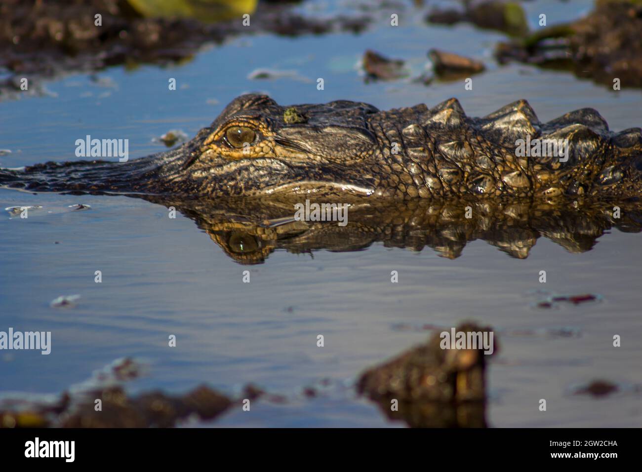 Godzilla reptile hi-res stock photography and images - Alamy