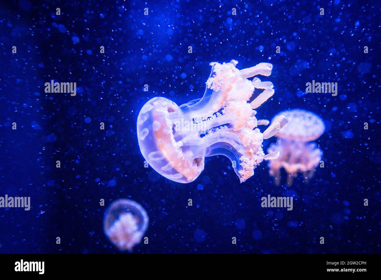 School of rockfish hi-res stock photography and images - Alamy