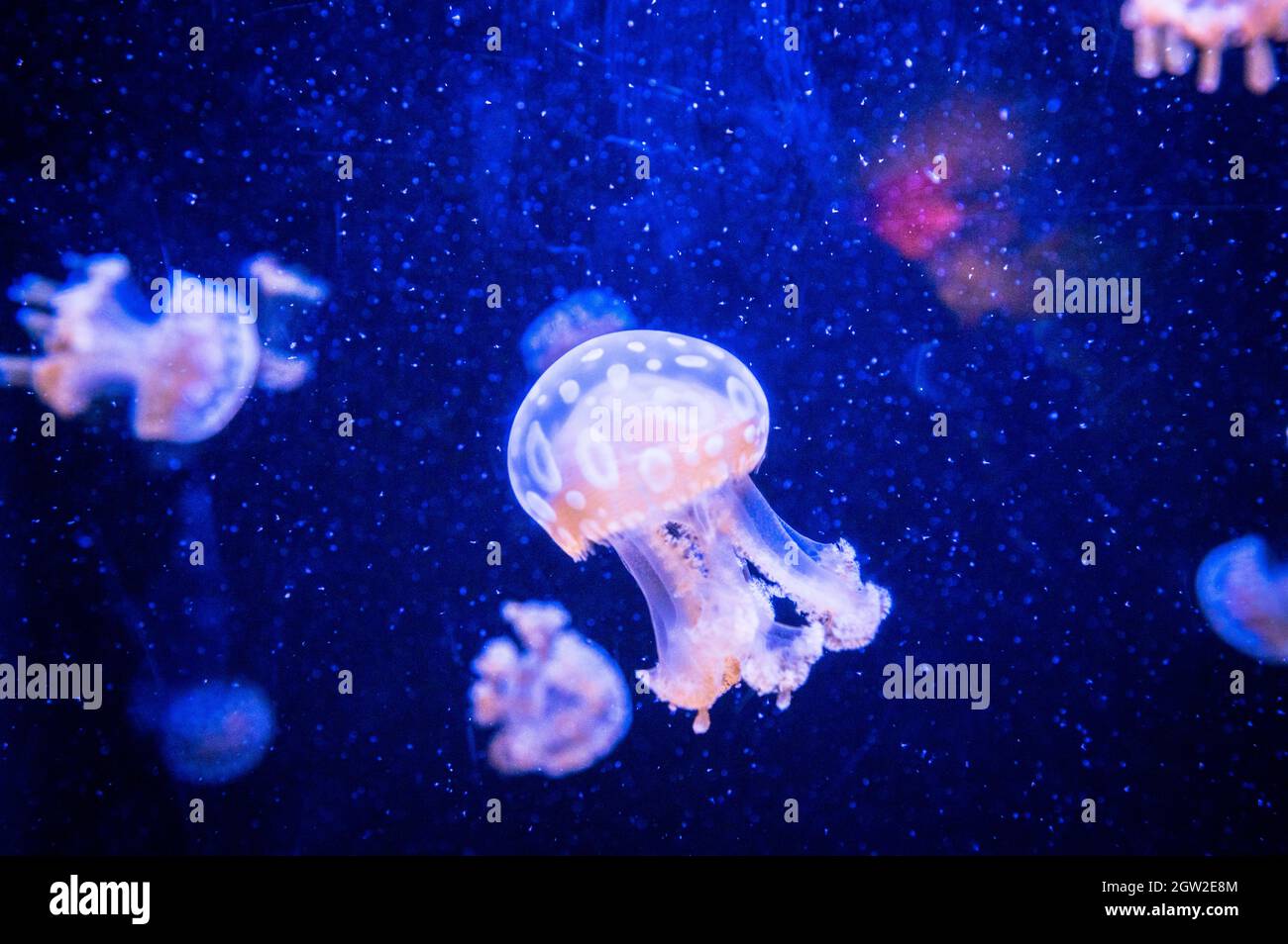 School of rockfish hi-res stock photography and images - Alamy