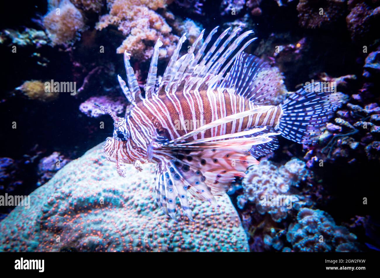 School of rockfish hi-res stock photography and images - Alamy