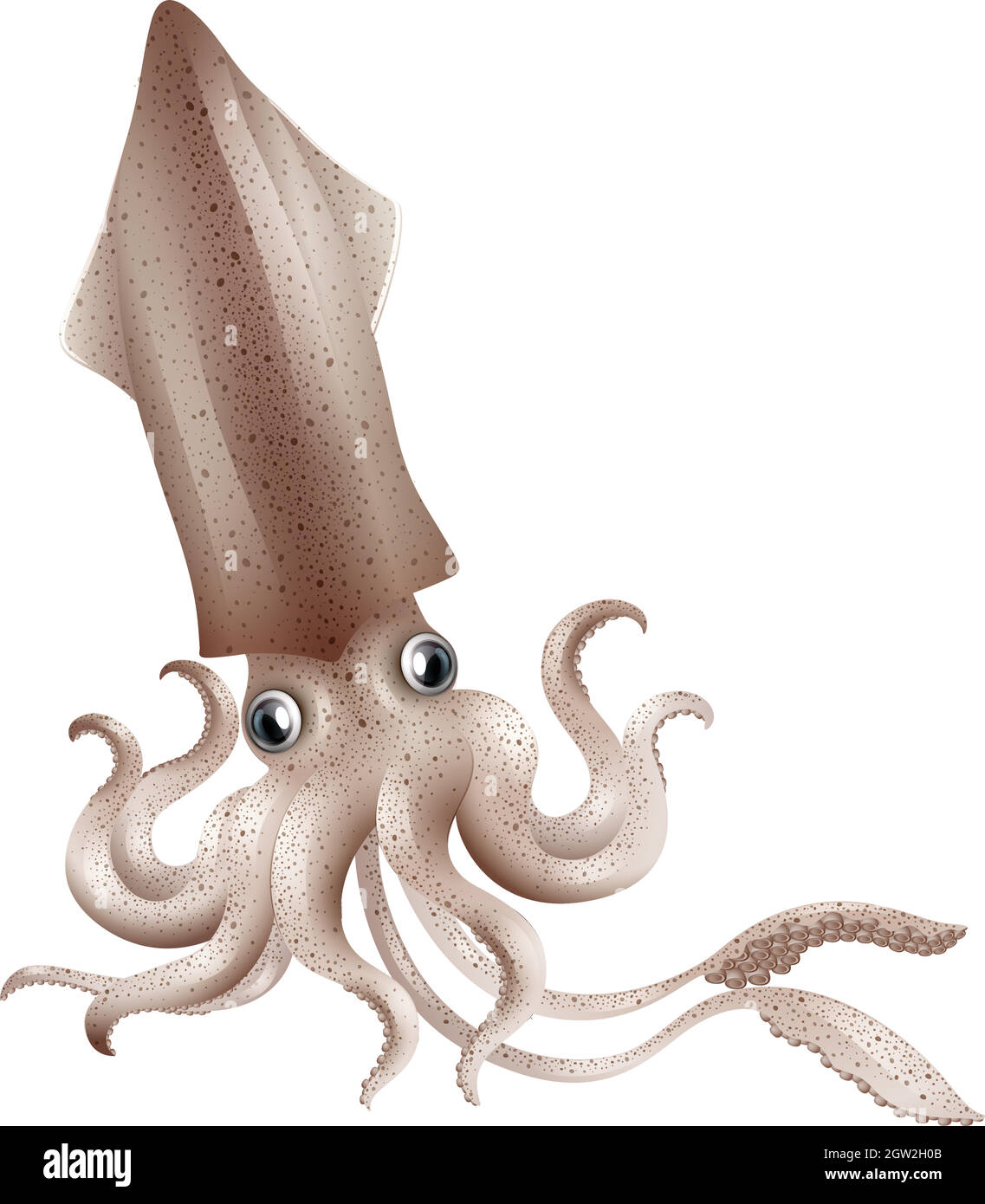 White squid Stock Vector Images - Alamy