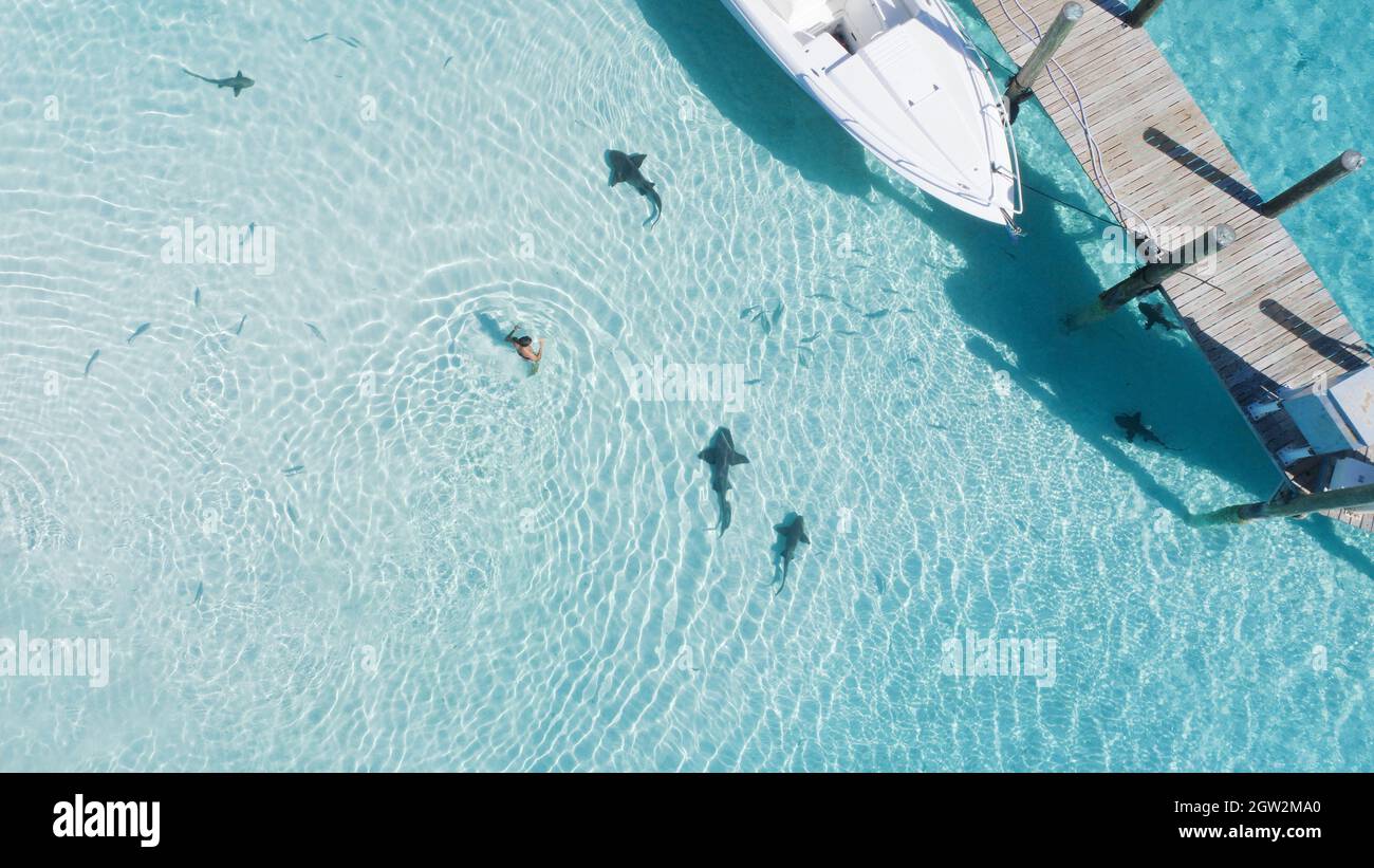 Shark swimming aerial hi-res stock photography and images - Alamy