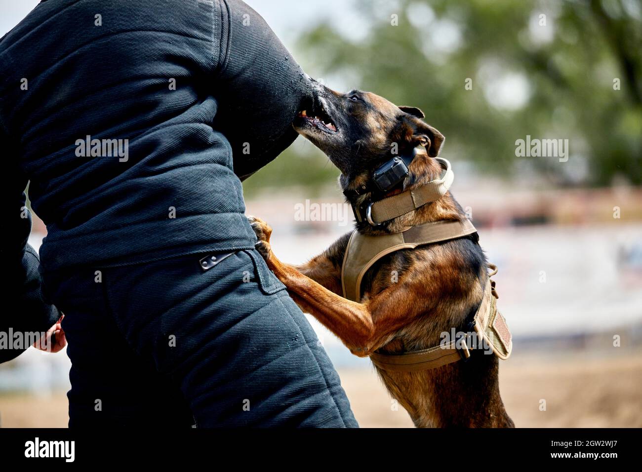 Trained Police Dog attacking a suspect Stock Photo - Alamy