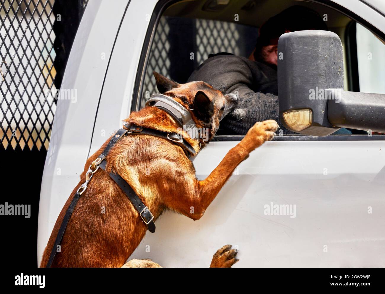 Trained Police Dog attacking a suspect in a Truck Stock Photo - Alamy