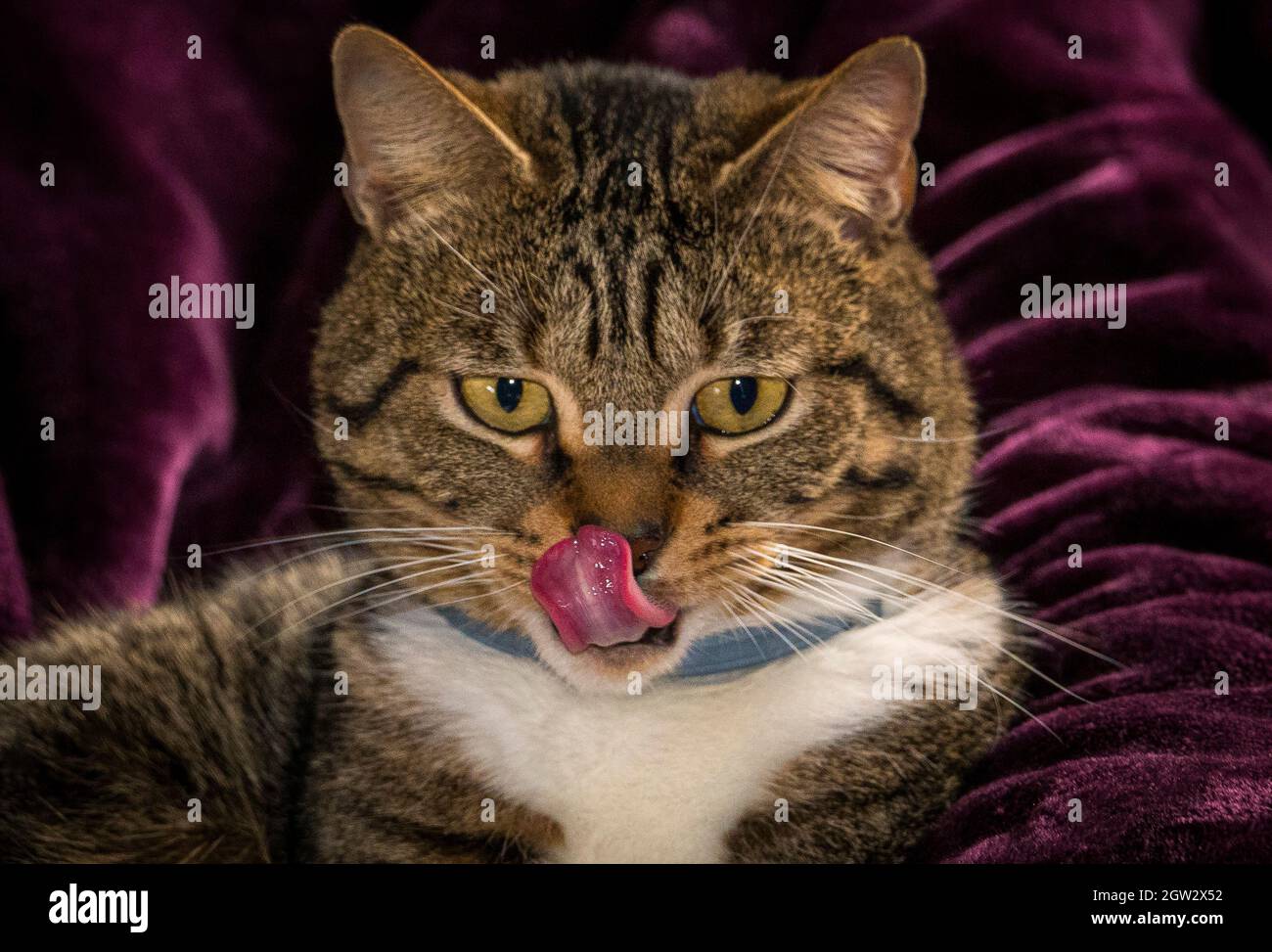 Expression licking lips hi-res stock photography and images - Alamy