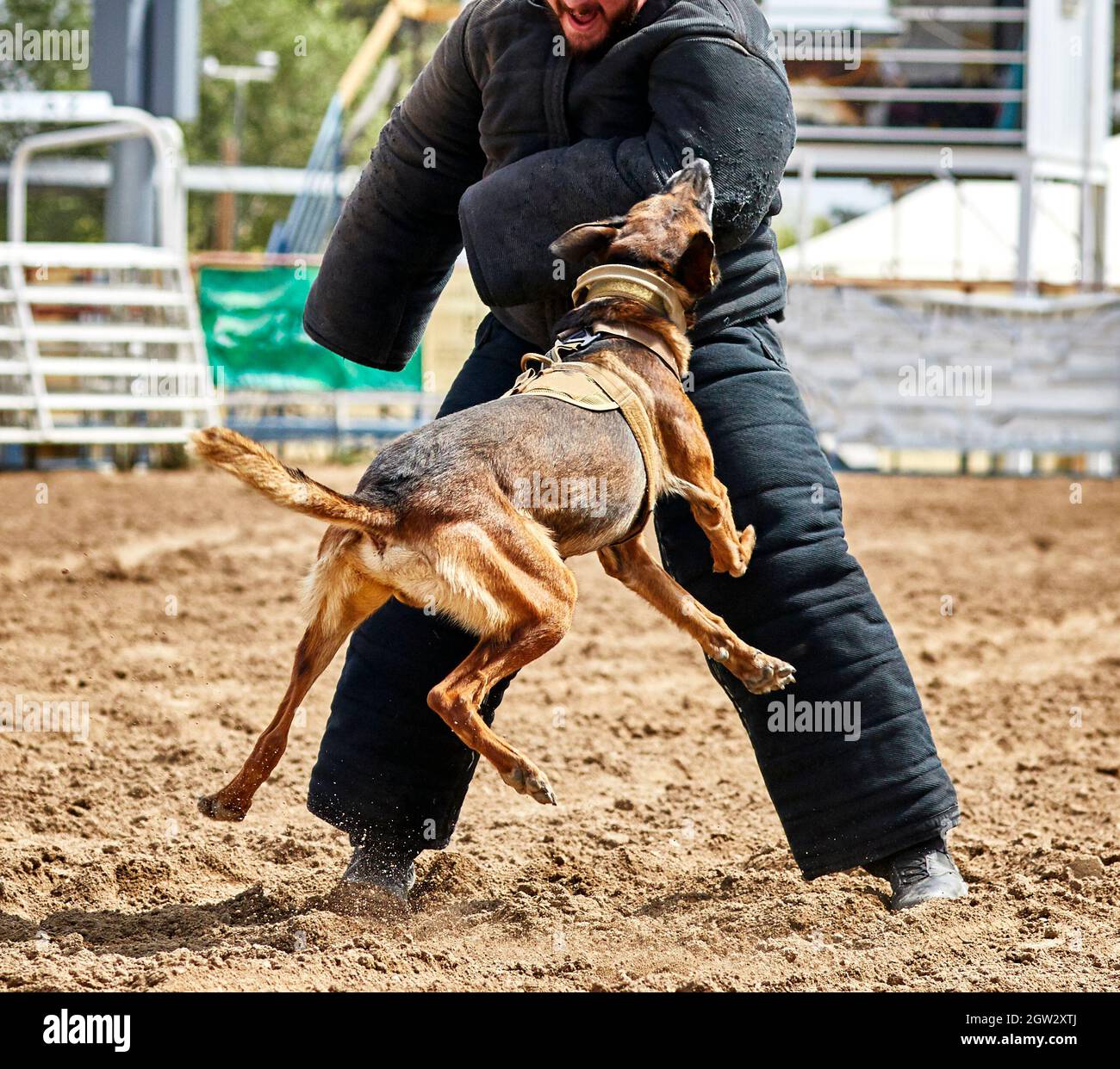 Trained Police Dog attacking a suspect Stock Photo - Alamy