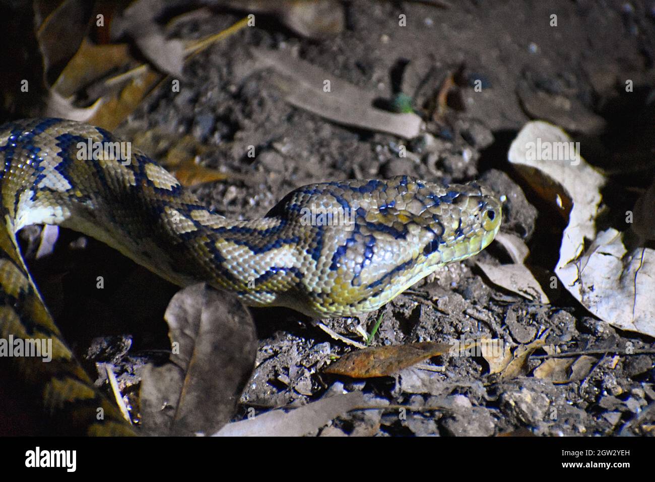 Snake carpet hi-res stock photography and images - Alamy